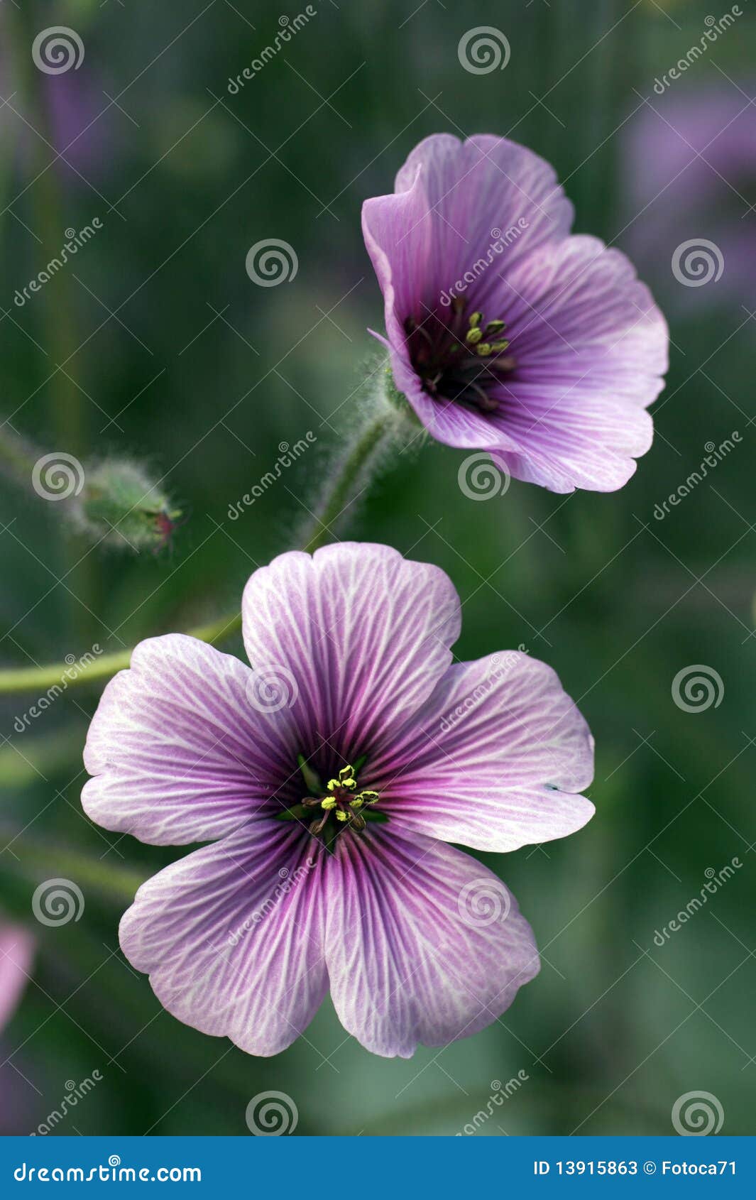 Double geranium flower stock image. Image of beautiful - 13915863