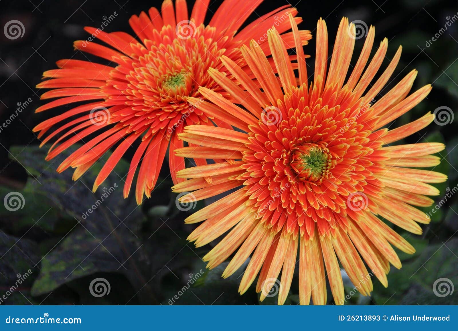 Double Gerbera Flowers stock image. Image of orange, upright - 26213893