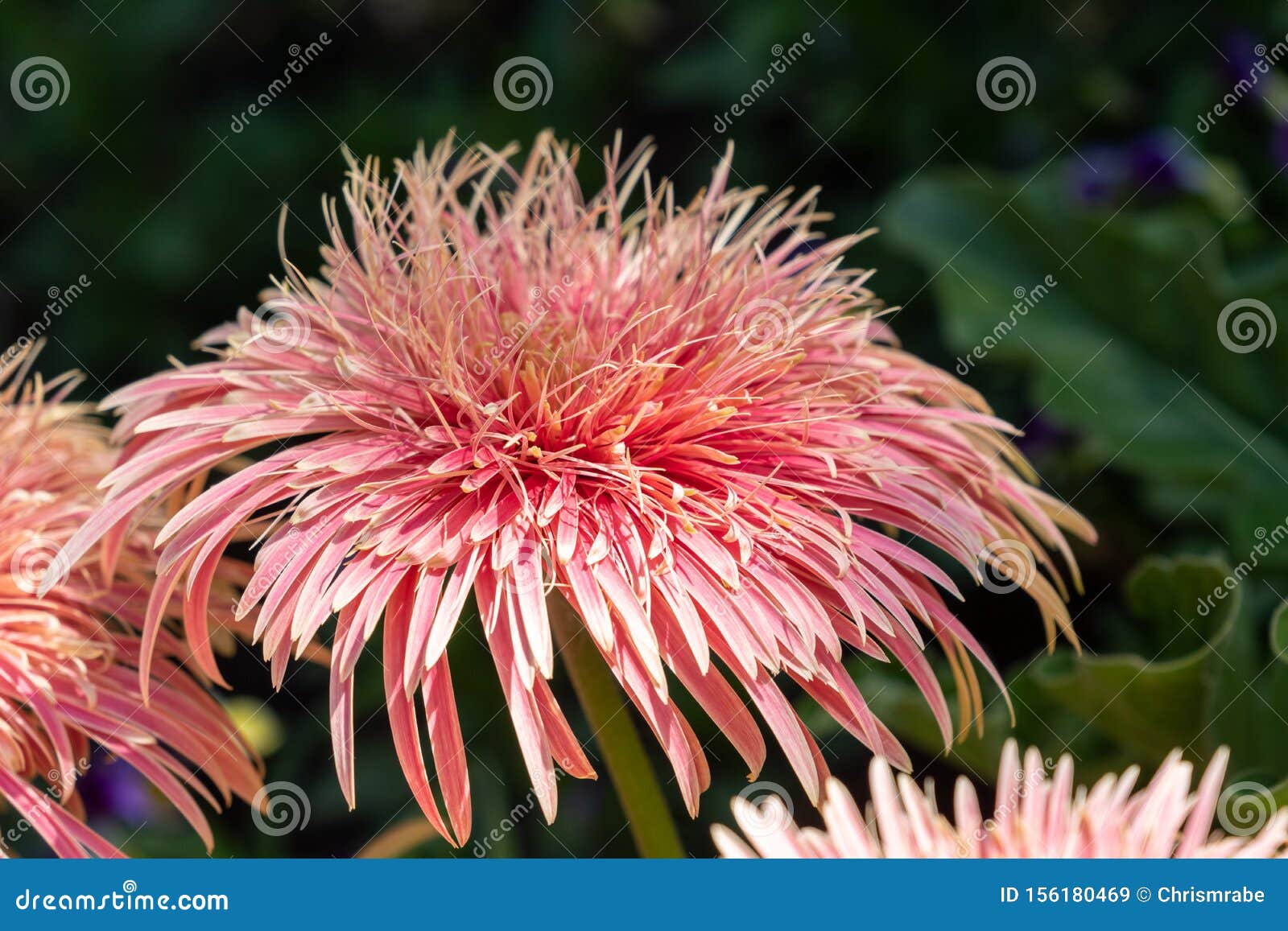 A double Gerbera in pink stock image. Image of plants - 156180469