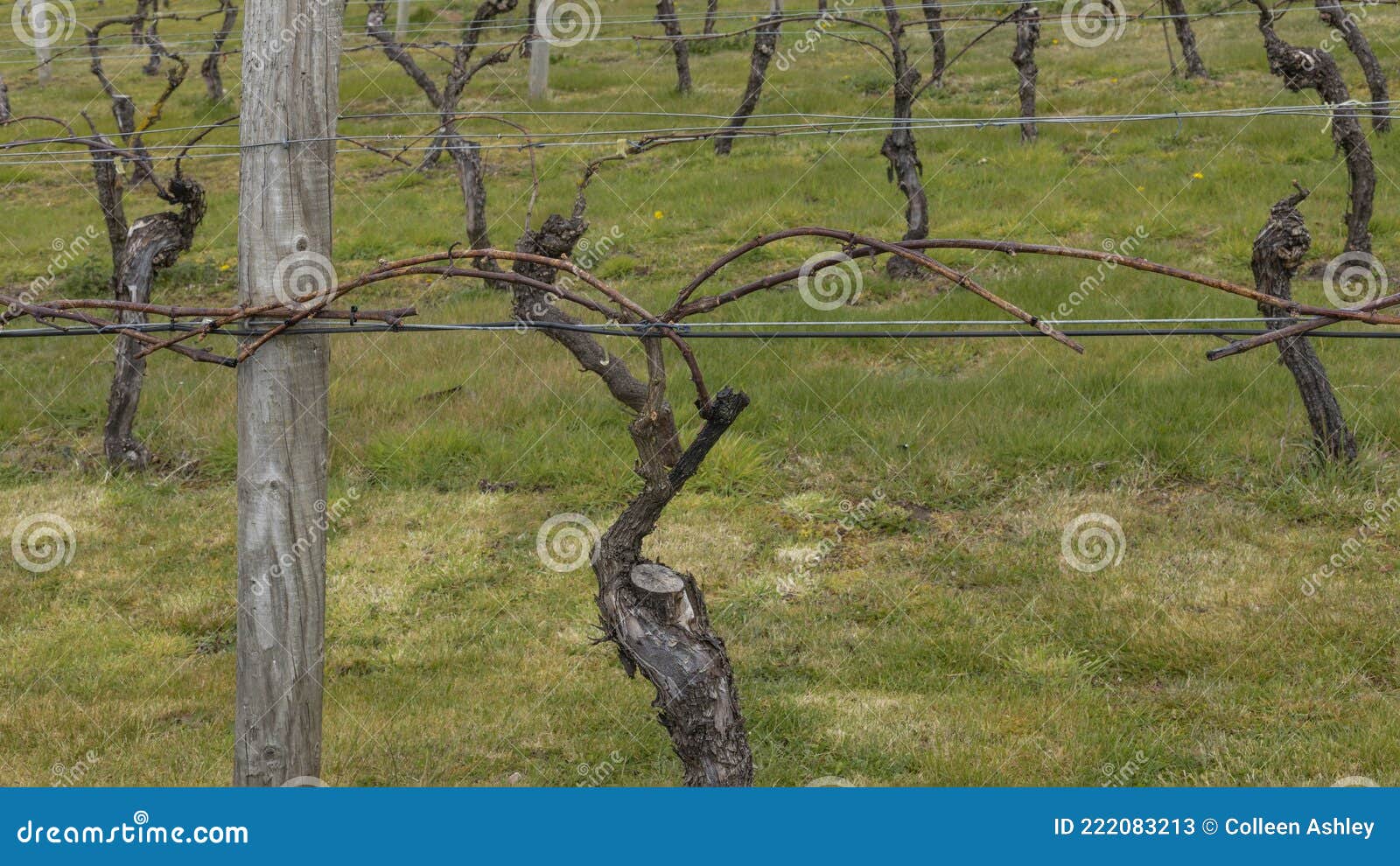 Double Guyot Spur Trained Vines in Spring Stock Image - Image of buds ...