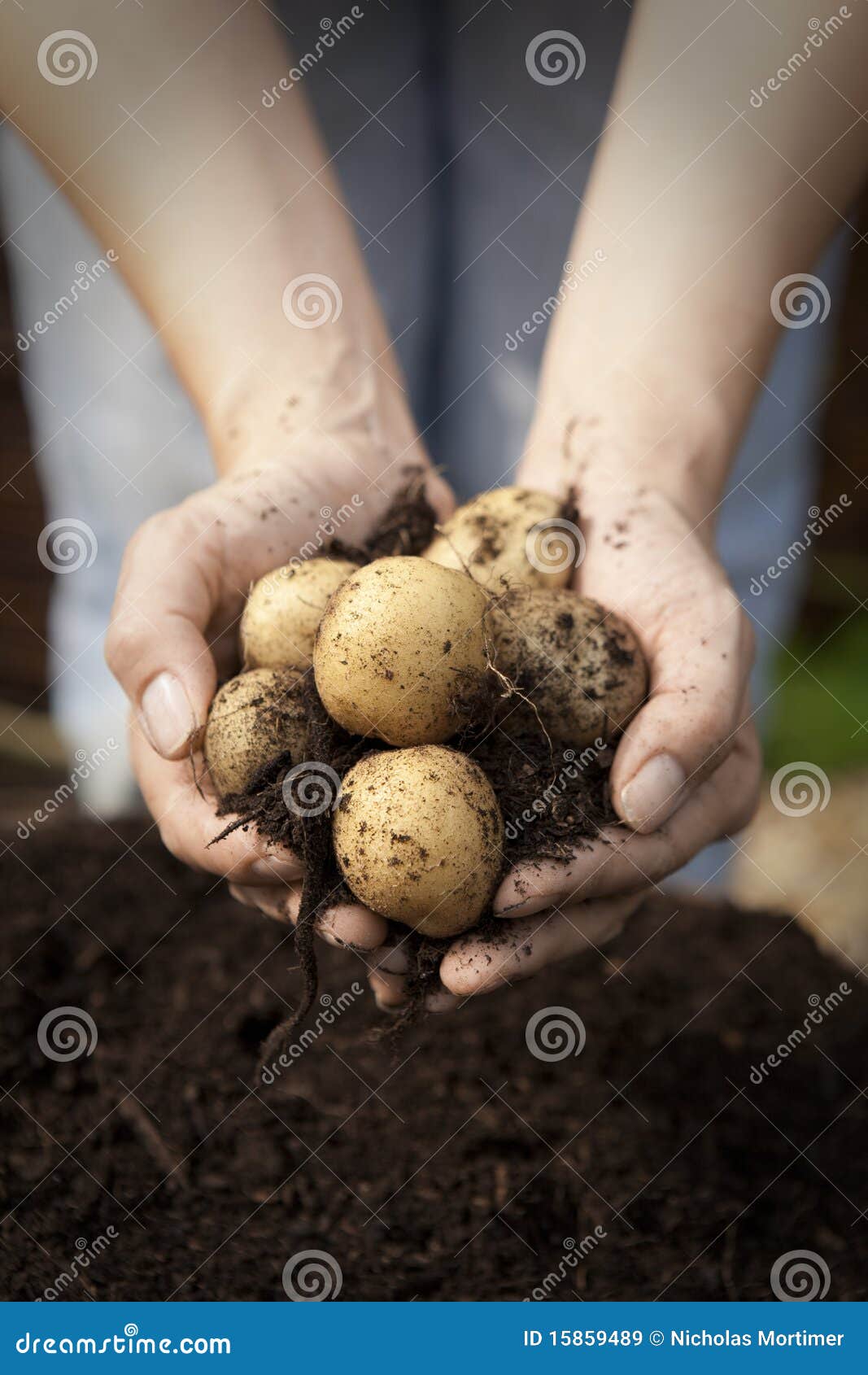 A Double Handful of Just Picked Potatoes Stock Image - Image of food ...
