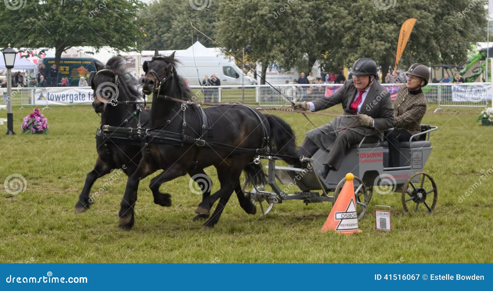 Double Harness Scurry Driving Editorial Photography - Image of ...