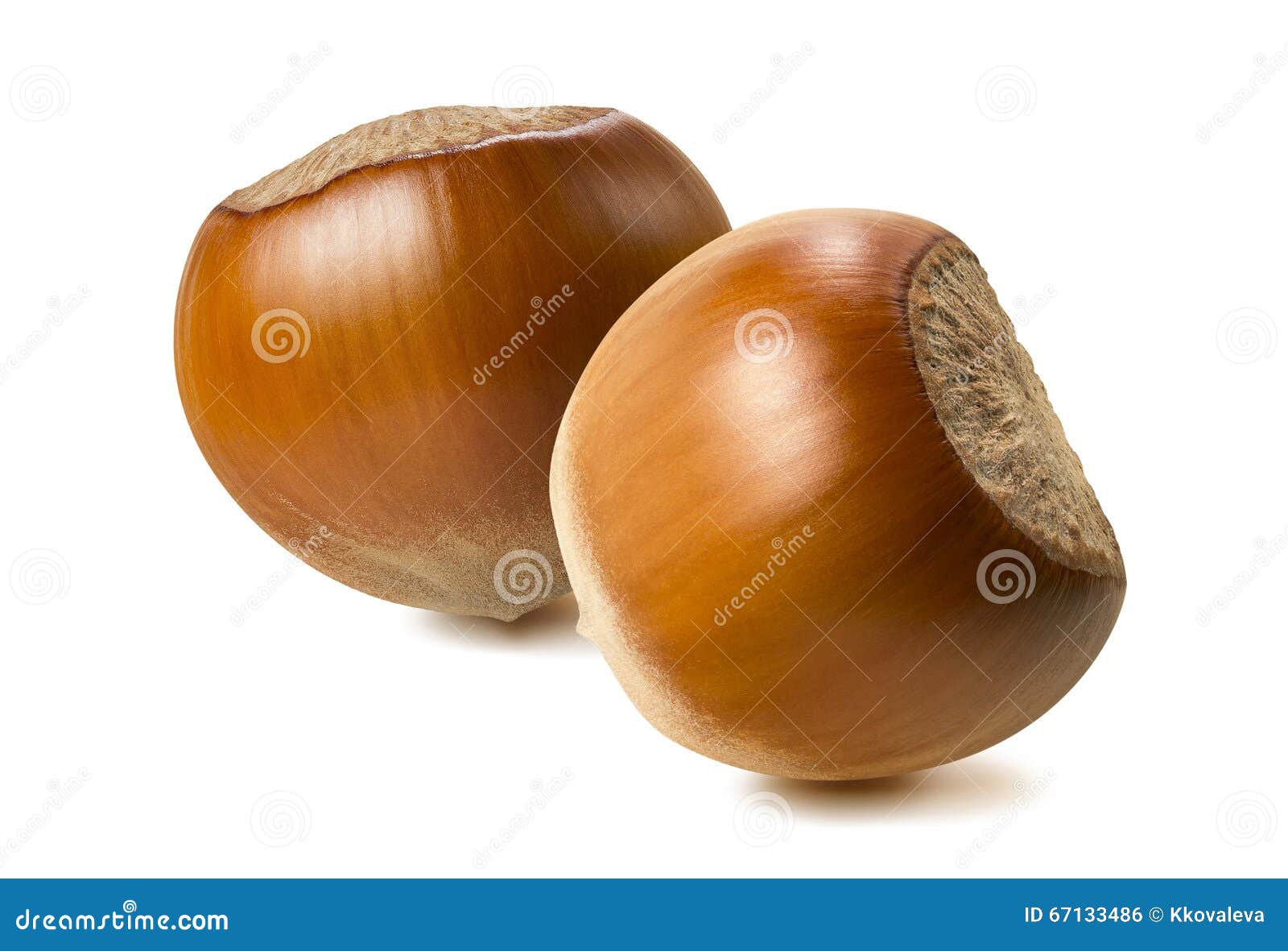 Double Hazelnut Composition Isolated on White Background Stock Photo ...