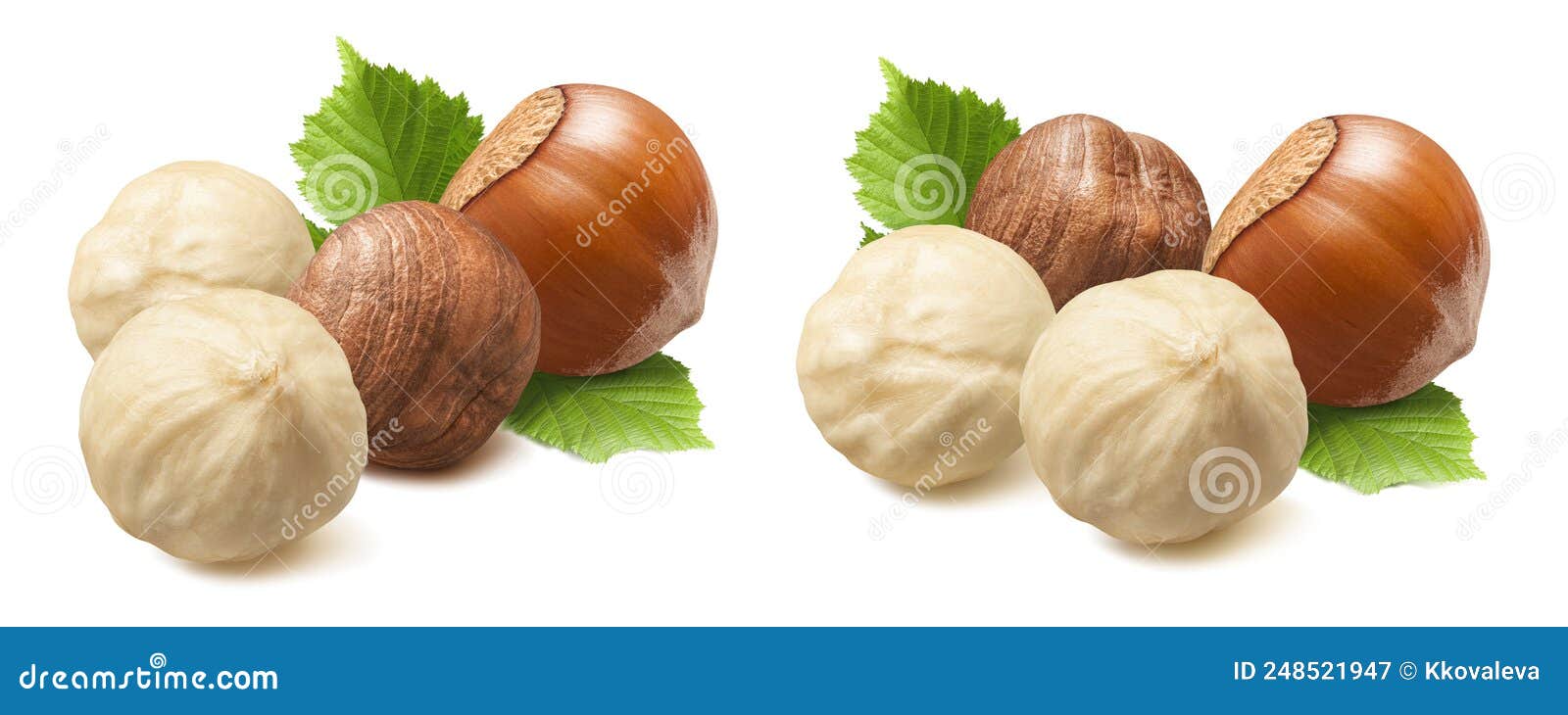 Double Hazelnut Set Isolated on White Background. Whole and Peeled Nuts ...