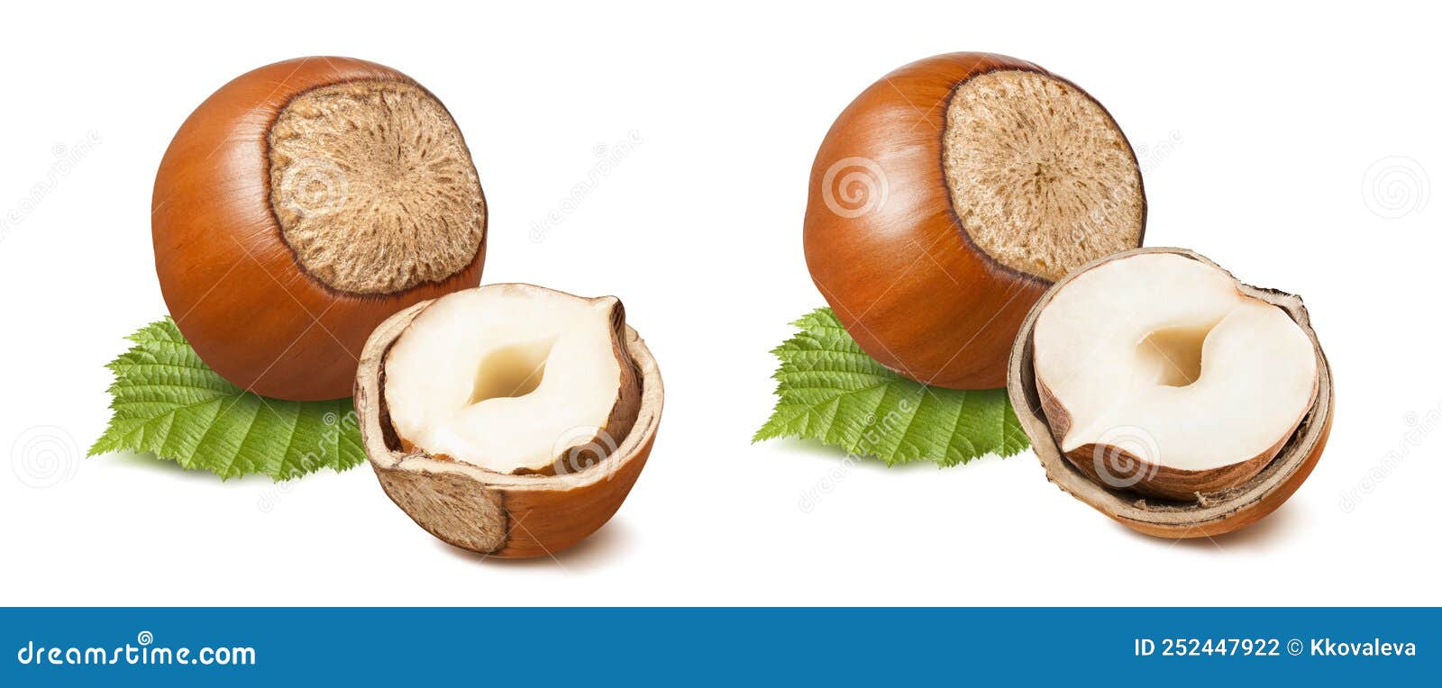 Double Hazelnut Set Isolated on White Backgrounds. Nuts and Green ...