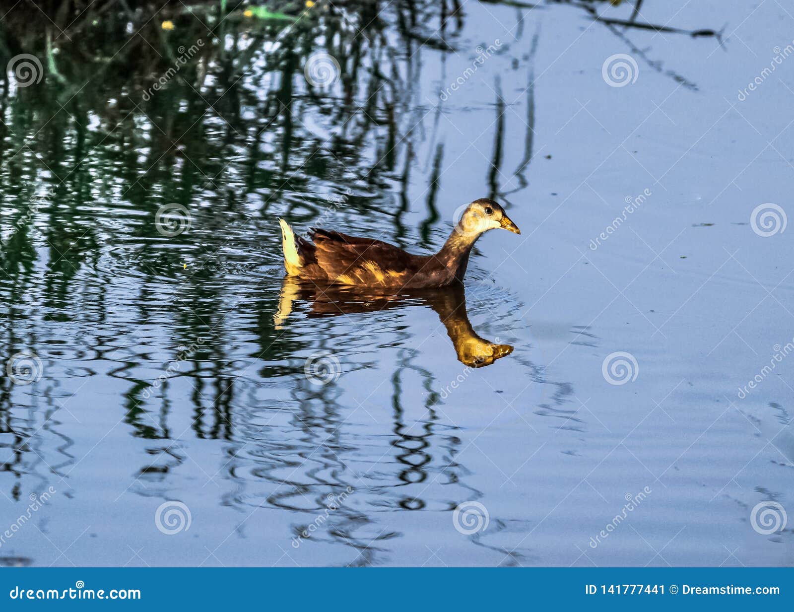 REFLECTION of DUCK stock image. Image of water, beautiful - 141777441
