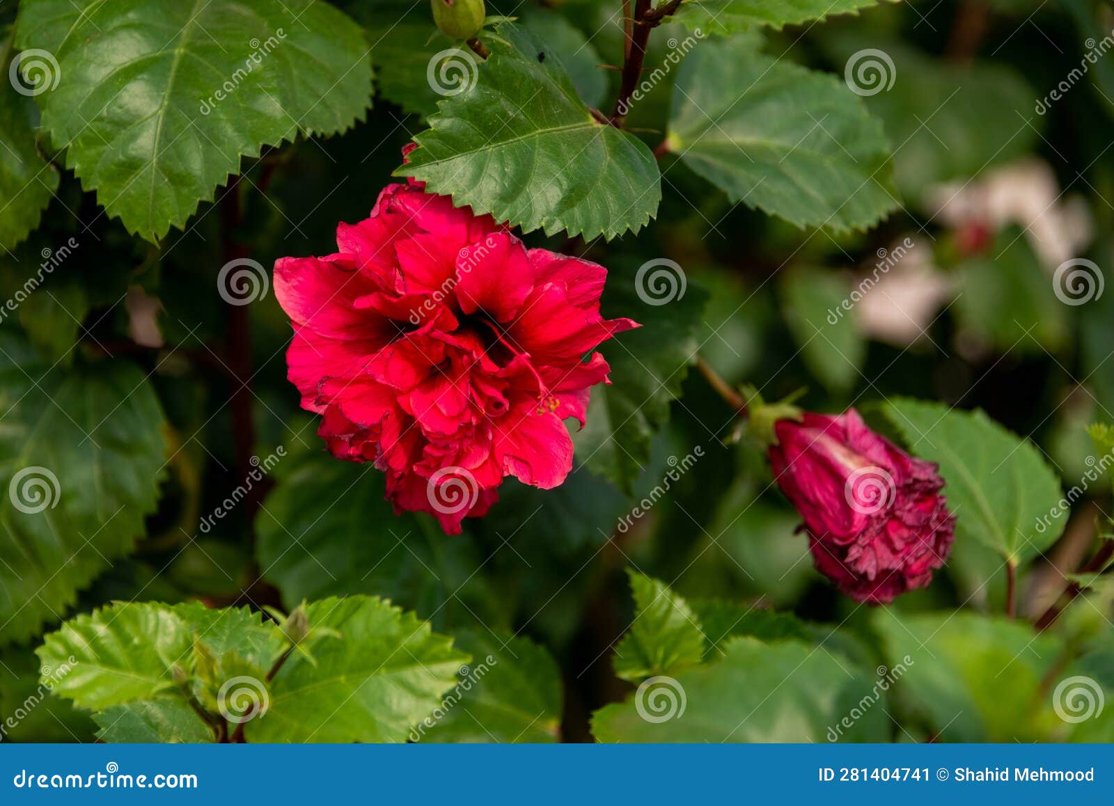 Double-headed Pink Hibiscus Flower Stock Image - Image of blooming ...