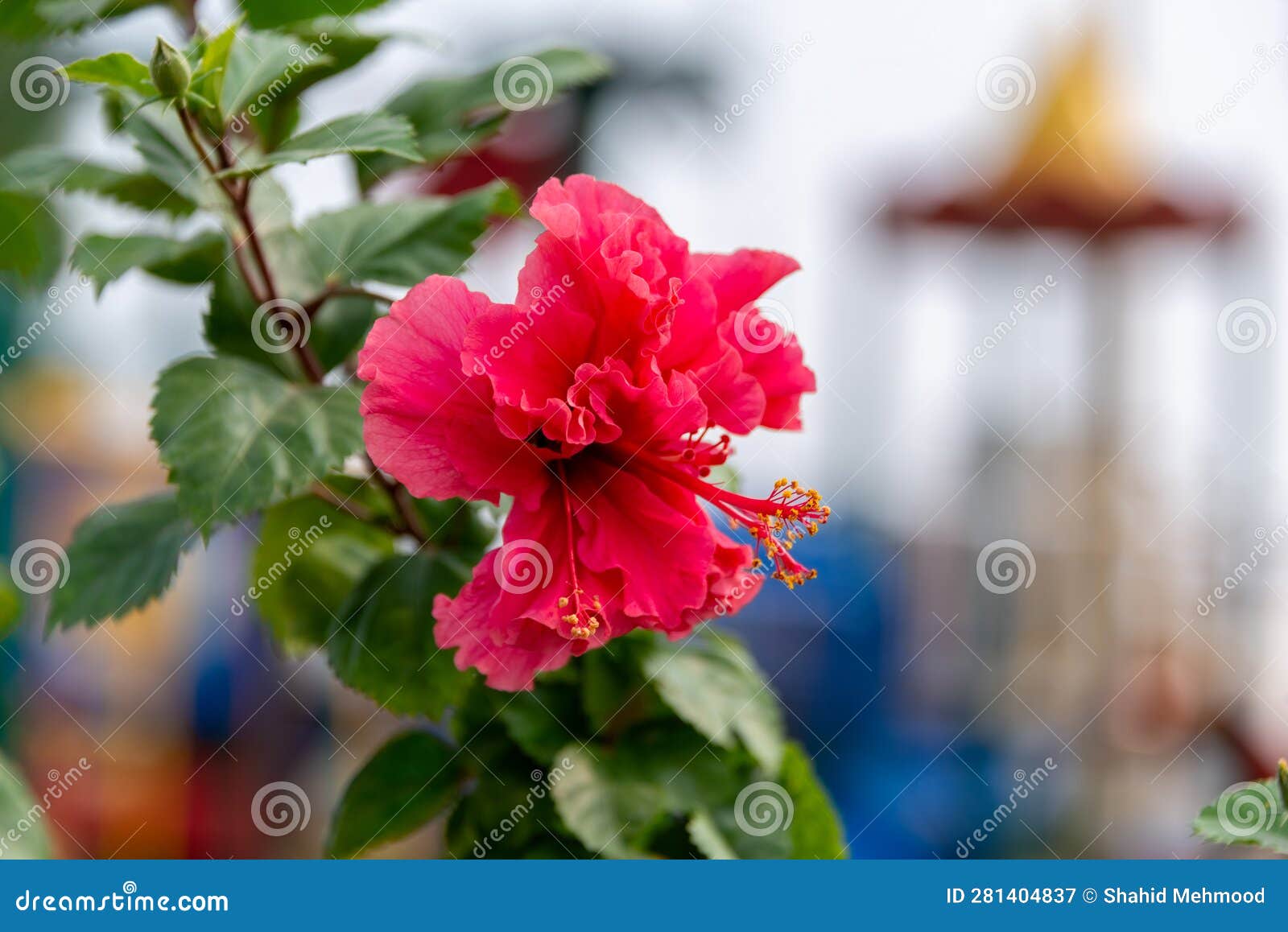 Double-headed Pink Hibiscus Flower Stock Image - Image of color, petal ...
