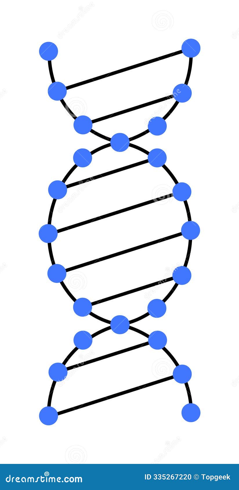 Double Helix DNA Strand with Blue Nodes Highlighting Pairing Sequence ...