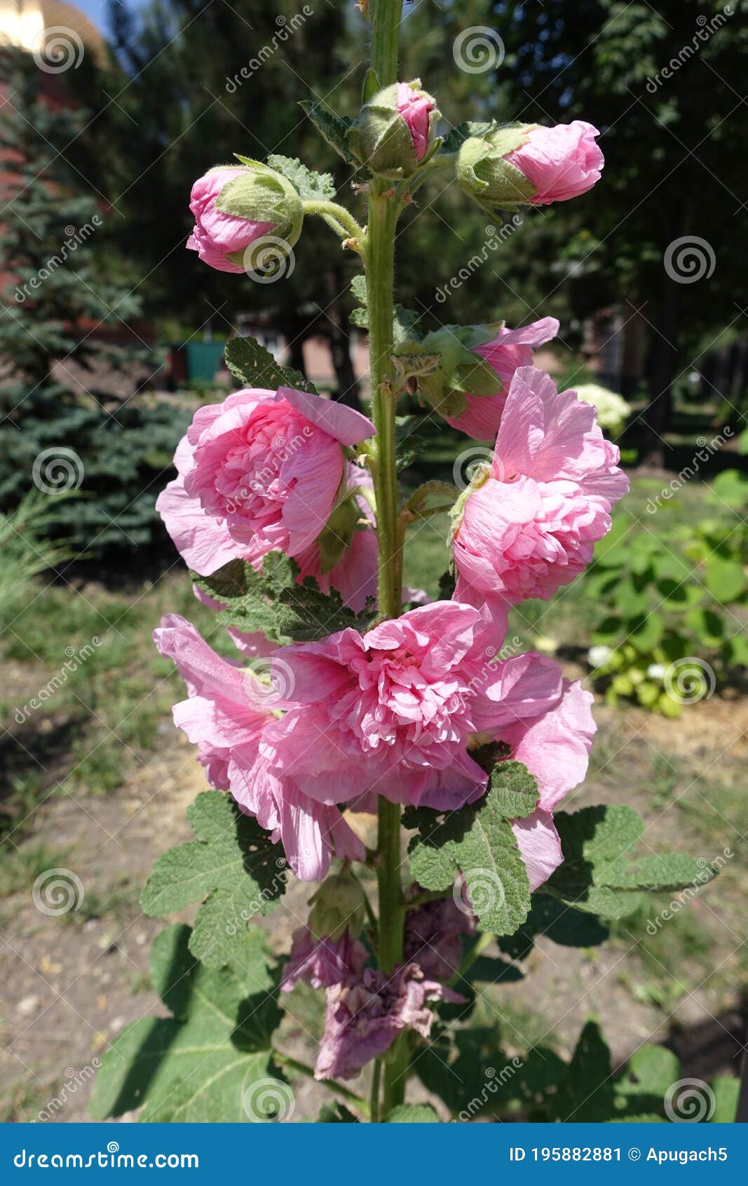 Double Hollyhock with Light Pink Flowers and Buds Stock Image - Image ...