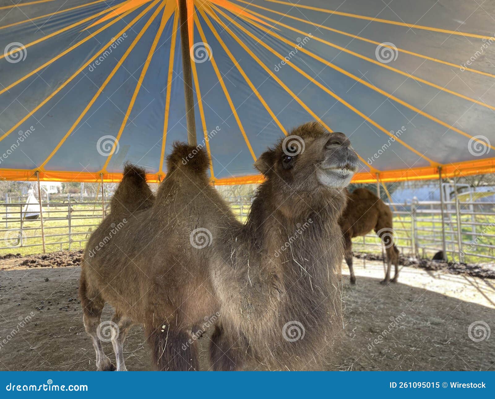 Double Hump Camel Inside the Tent in a Ranch Stock Image - Image of ...