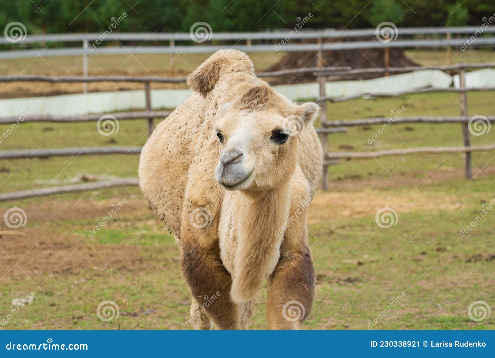 Double-humped Camel in Corral, Close Up Stock Image - Image of ...