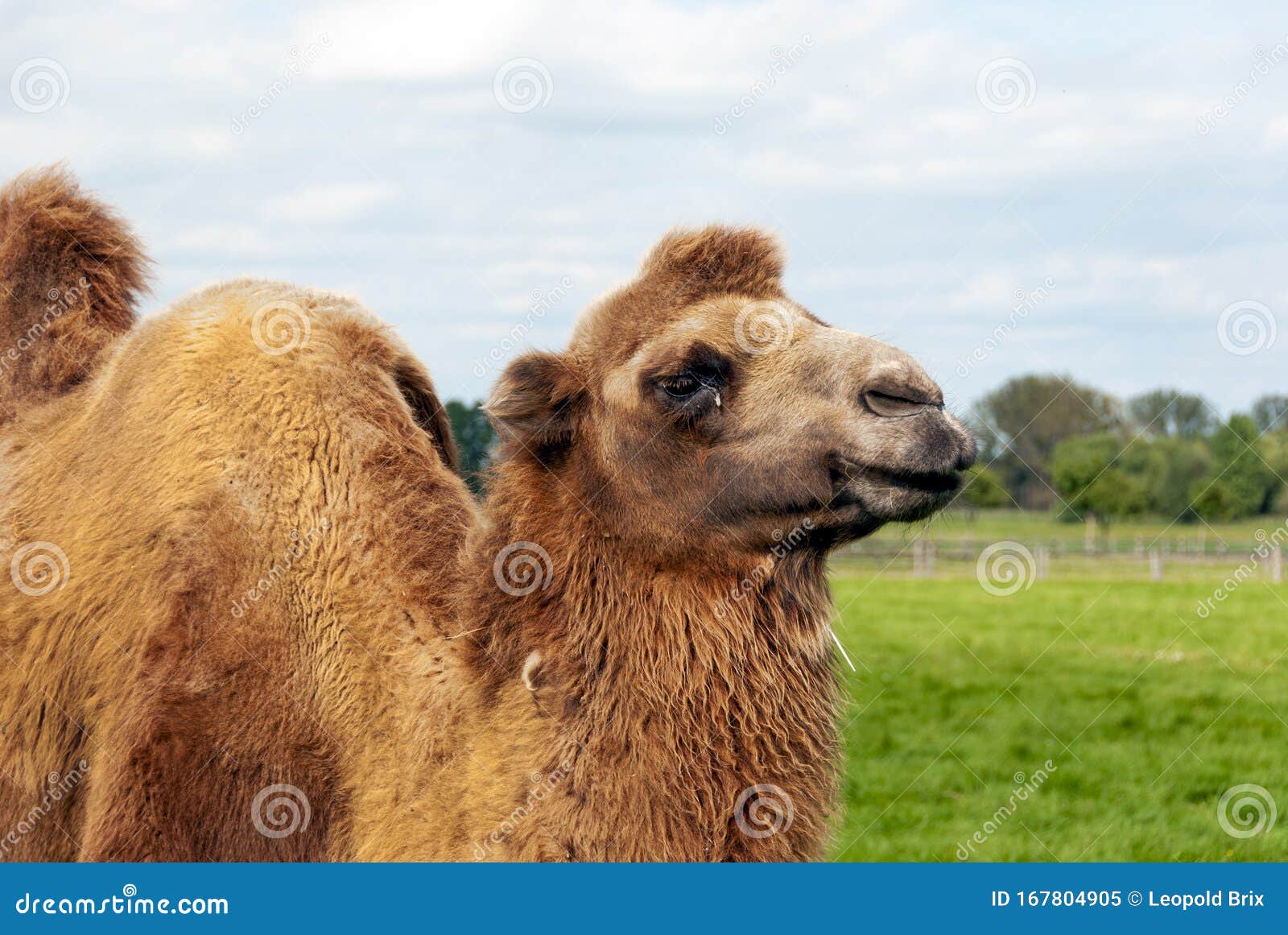 A Double-humped Camel, Or Bactrian Latin Camelus Bactrianus Taking ...