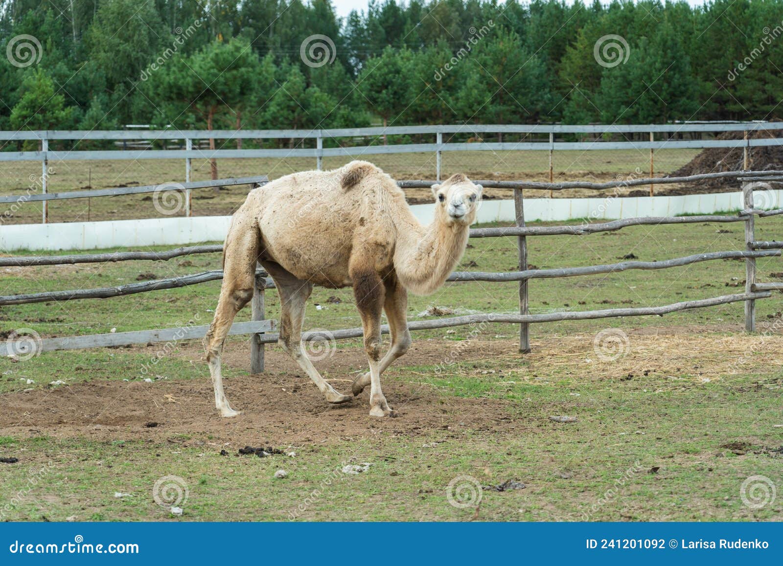 A Double-humped Camel on a Russian Camel Breeding Farm Stock Photo ...