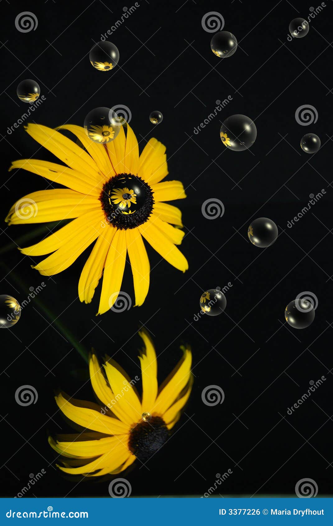 Double Image stock photo. Image of brilliant, floral, drift - 3377226