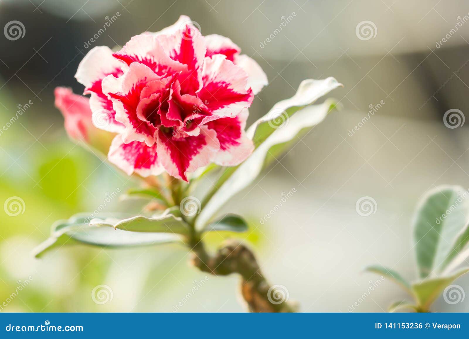 Double Layer Petals Azalea Flowers Stock Photo - Image of natural ...
