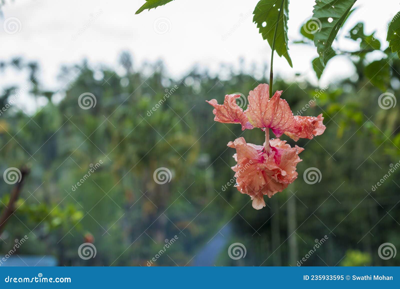 Double Layered Orange Hibiscus Flower Stock Image - Image of blooming ...