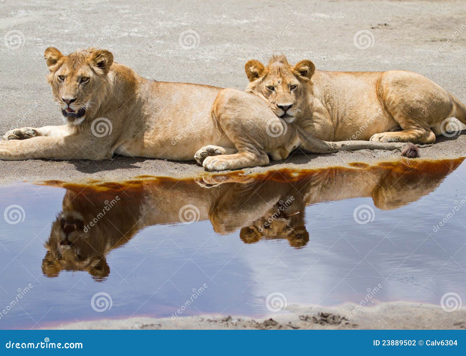 Double Lion Reflection stock photo. Image of reflection - 23889502