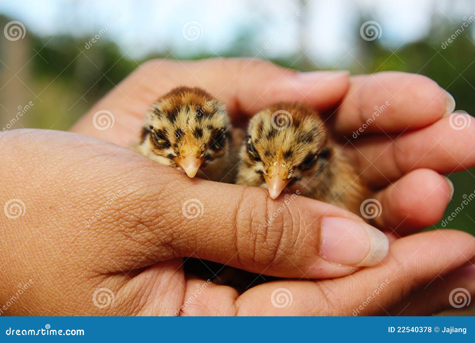 Double Little Chickens stock photo. Image of animal, baby - 22540378