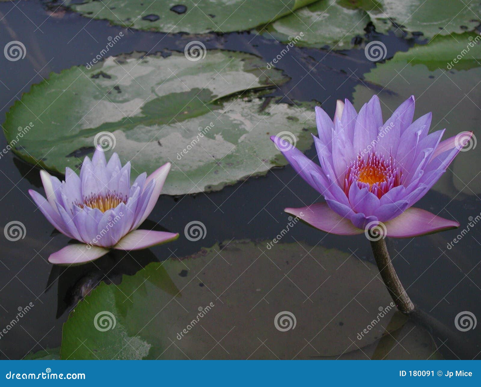 Double Lotus stock image. Image of purple, trees, flower - 180091