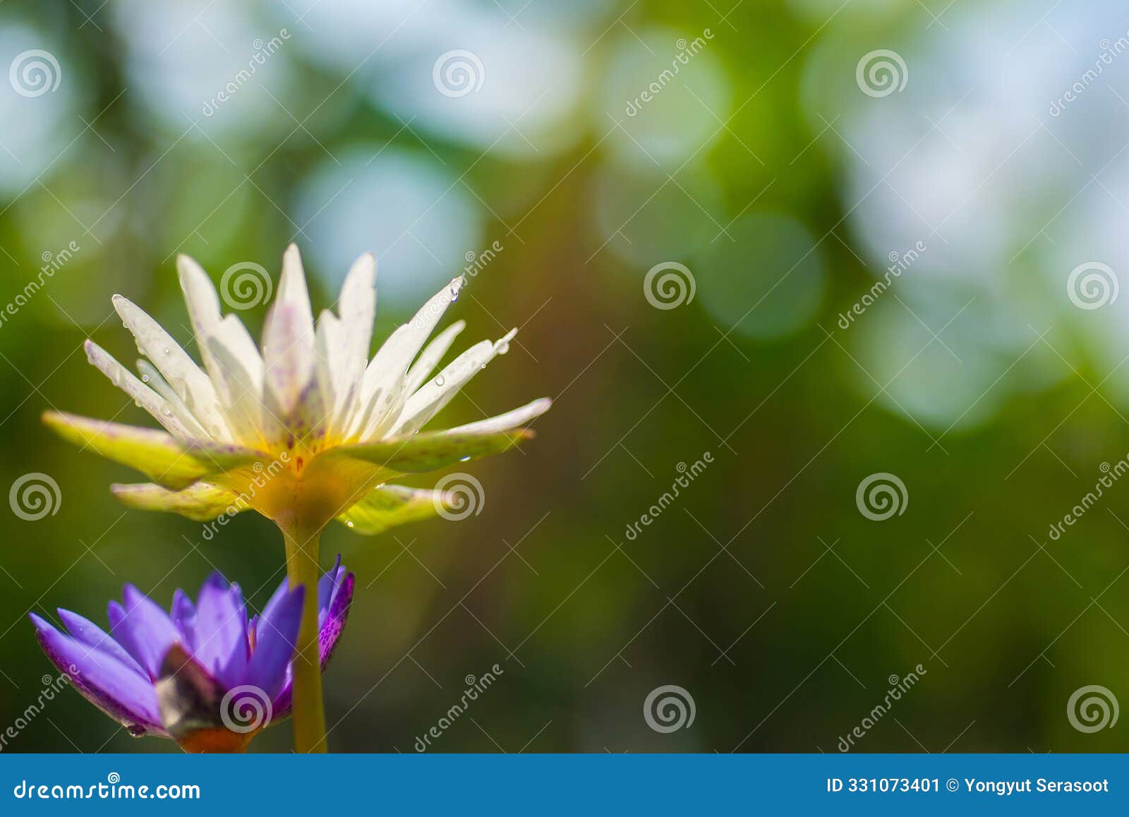 Double lotus flower stock image. Image of blooming, water - 331073401