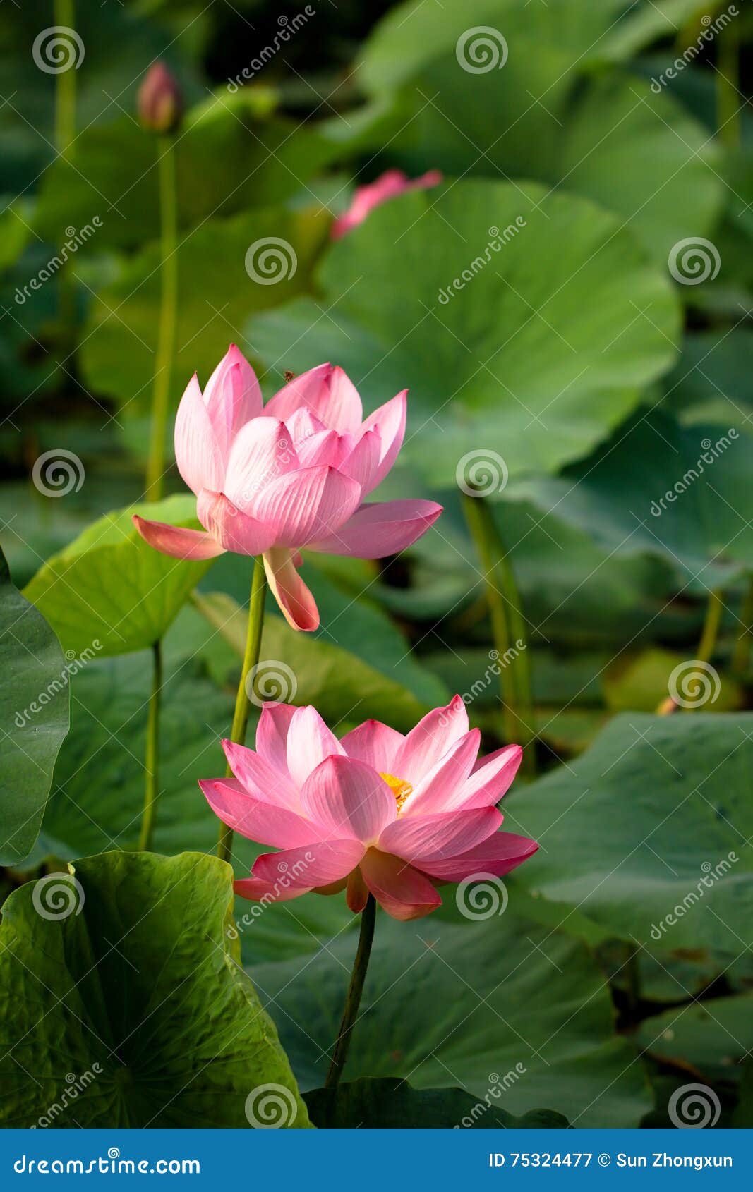 Double lotus stock image. Image of ecology, dancers, plant - 75324477