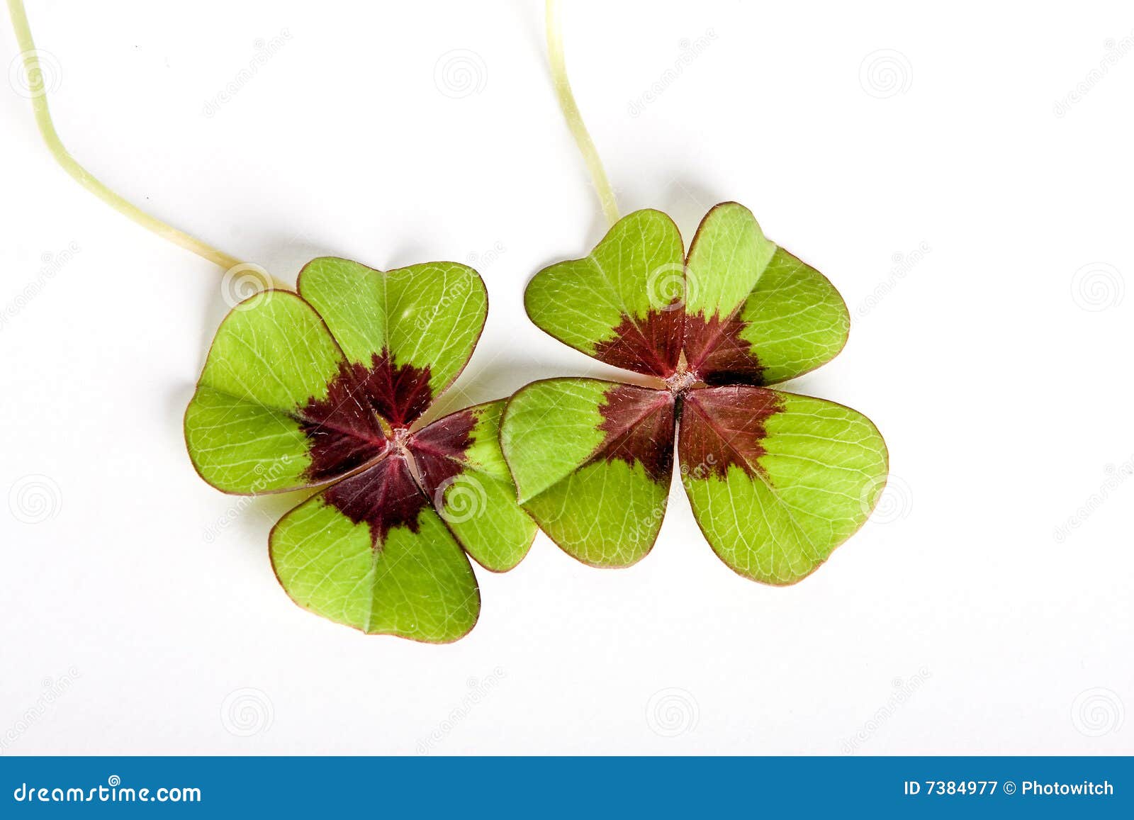 Double luck stock image. Image of closeup, path, fourleaf - 7384977