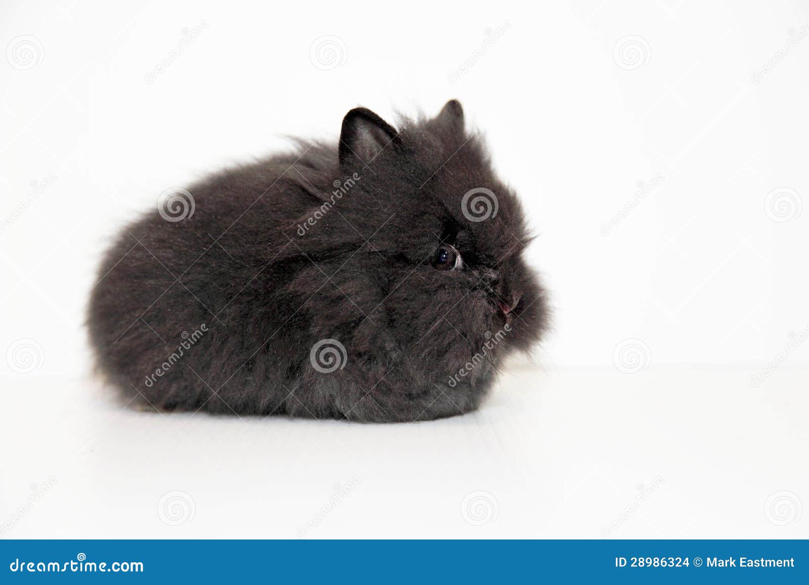 Double-maned Lionhead Rabbit Stock Photo - Image of rabbit, wildlife ...