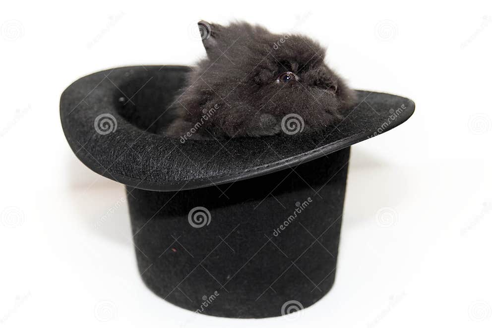 Double-maned Lionhead Rabbit in a Hop Hat Stock Photo - Image of bunny ...