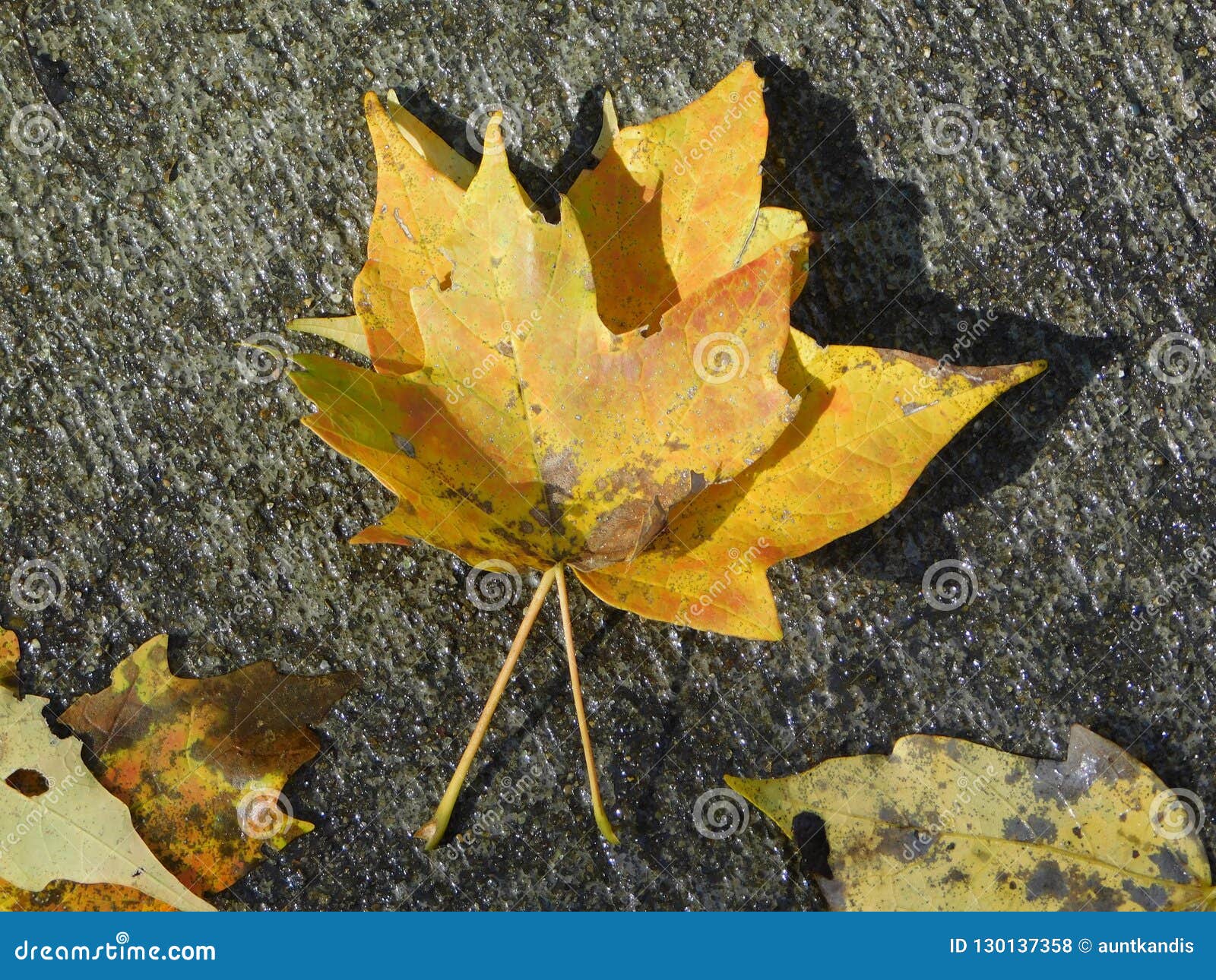 Double Maple Leaves stock photo. Image of leafs, leaves - 130137358