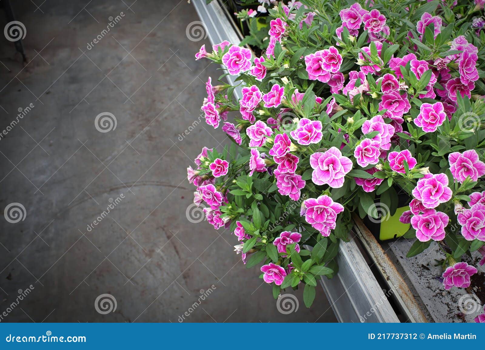 Double Million Bell Flower Overflow Over the Edge of a Table Stock ...