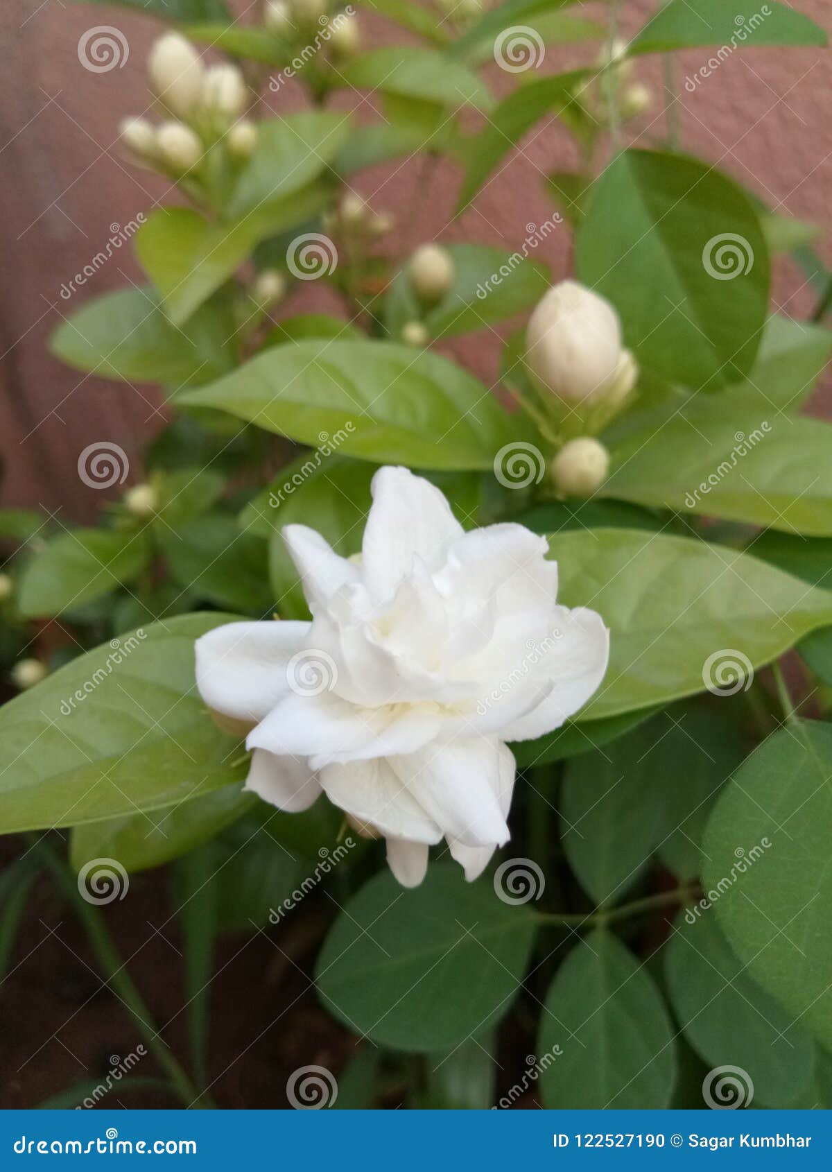 Beautiful White Mogra stock photo. Image of white, flower - 122527190