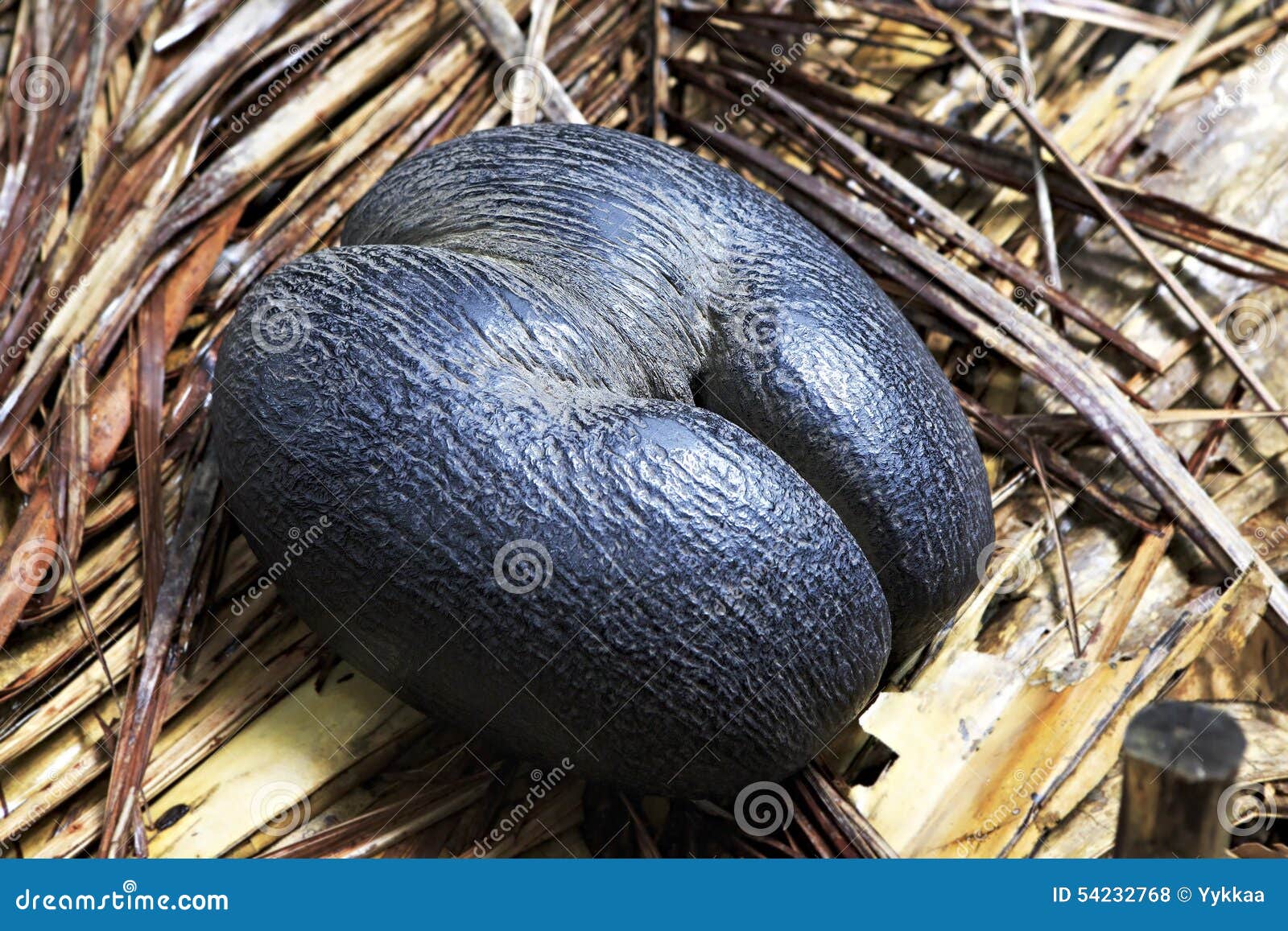 Double nut Coco de mer stock photo. Image of tourism - 54232768