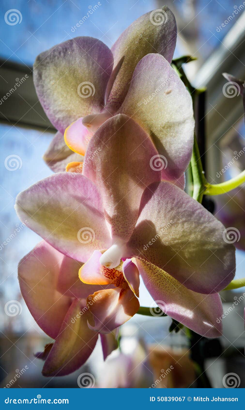 Double Orchids stock image. Image of close, utah, pink - 50839067