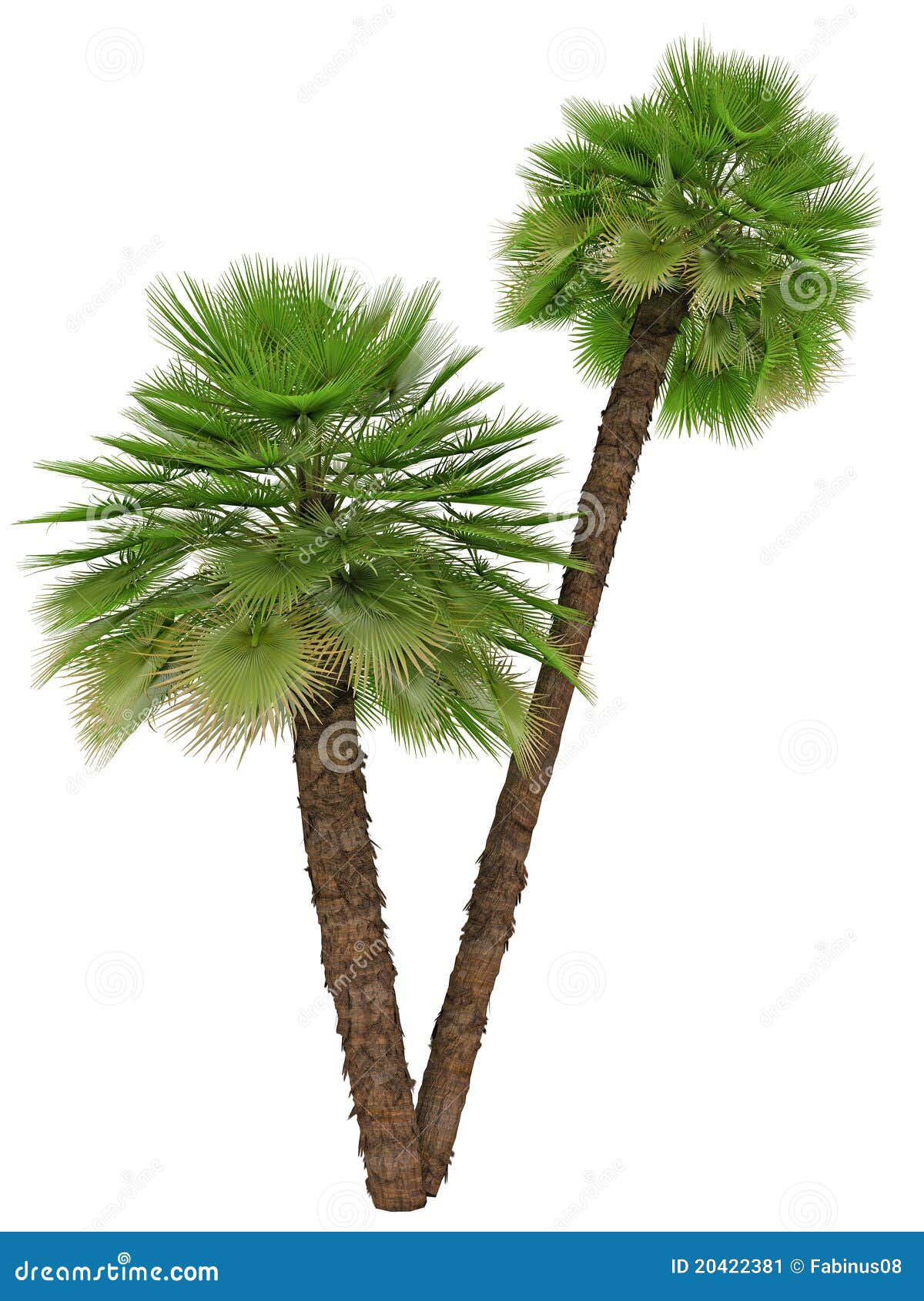 Double palm tree stock image. Image of nature, grows - 20422381