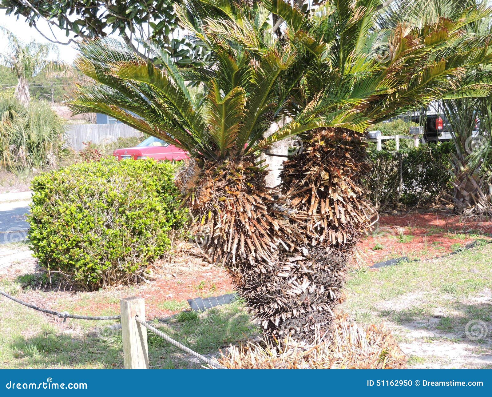 Double Palm tree stock photo. Image of yard, living, branch - 51162950