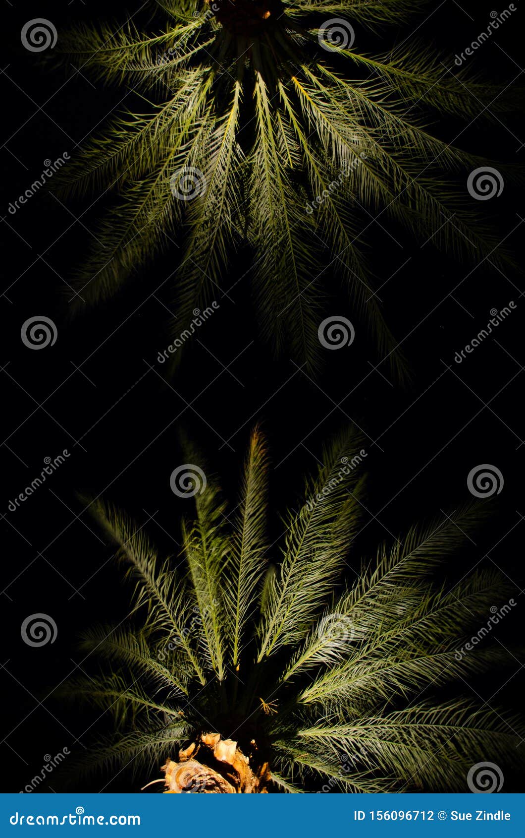 Double Palm Trees Lighted stock photo. Image of night - 156096712