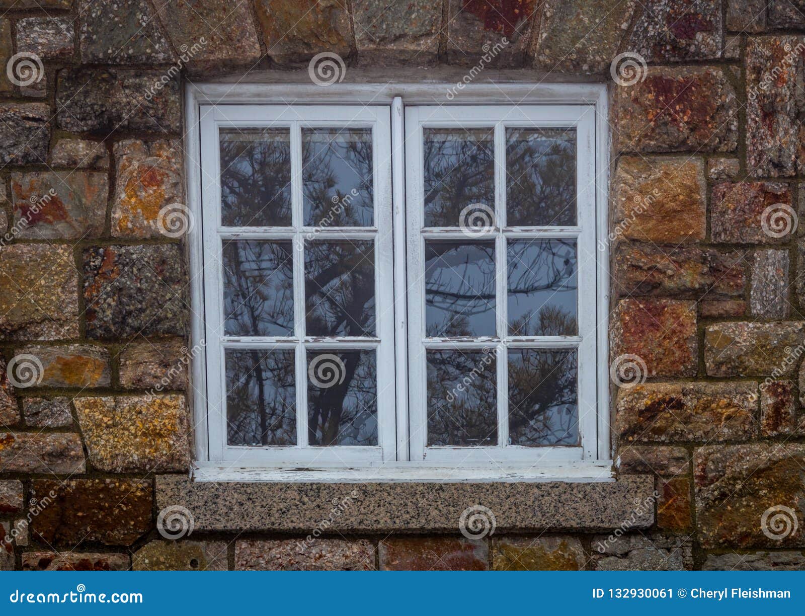 Double-paned Window in White Reflects Bare Coniferous Pine Trees Stock ...