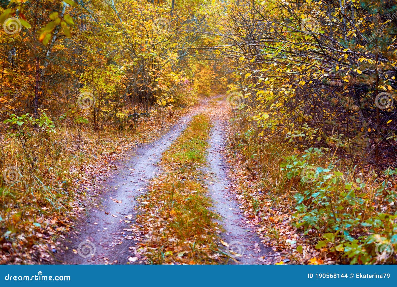 Double Path in Autumn Forest. Non-urban Scene Stock Photo - Image of ...