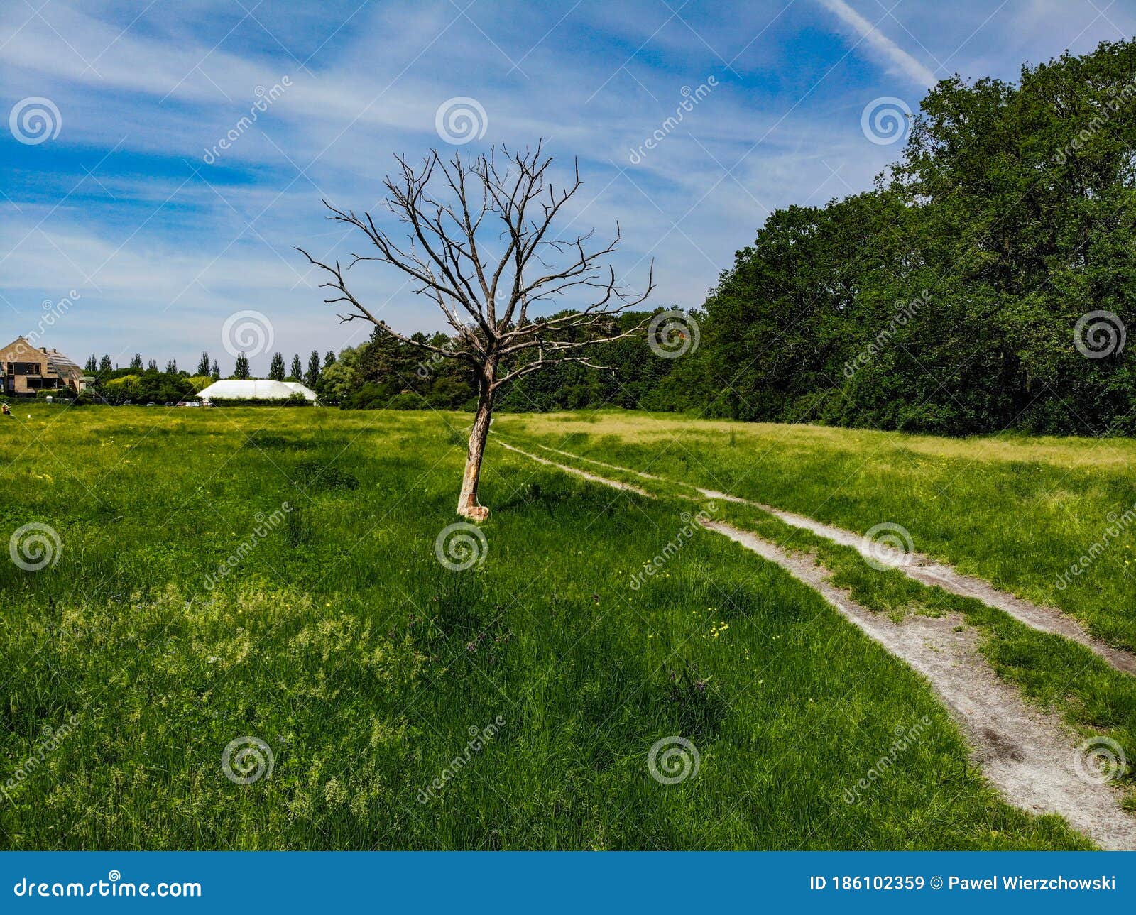 Double Path Next To Old Dry Tree at Green Clearing between Trees Stock ...