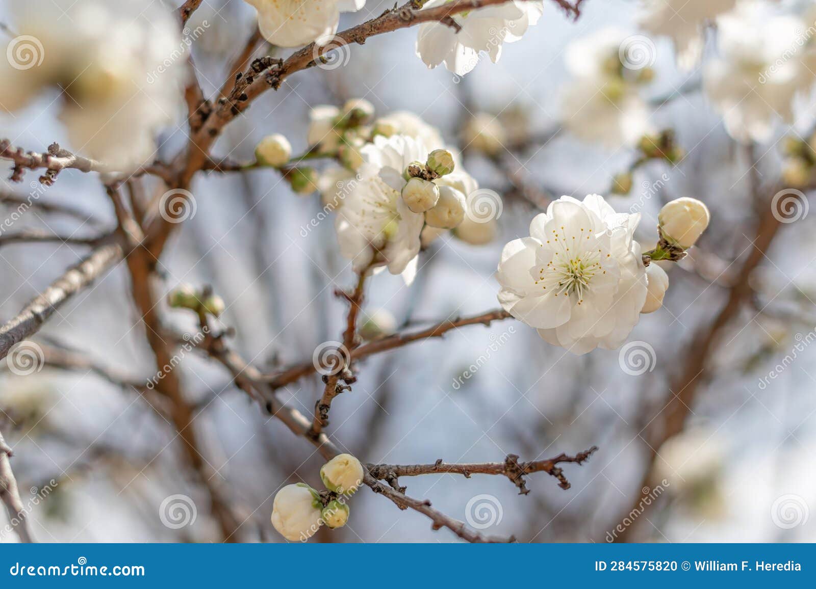 Double Peach Flower or Garden Peach, is a Variant that is Used ...