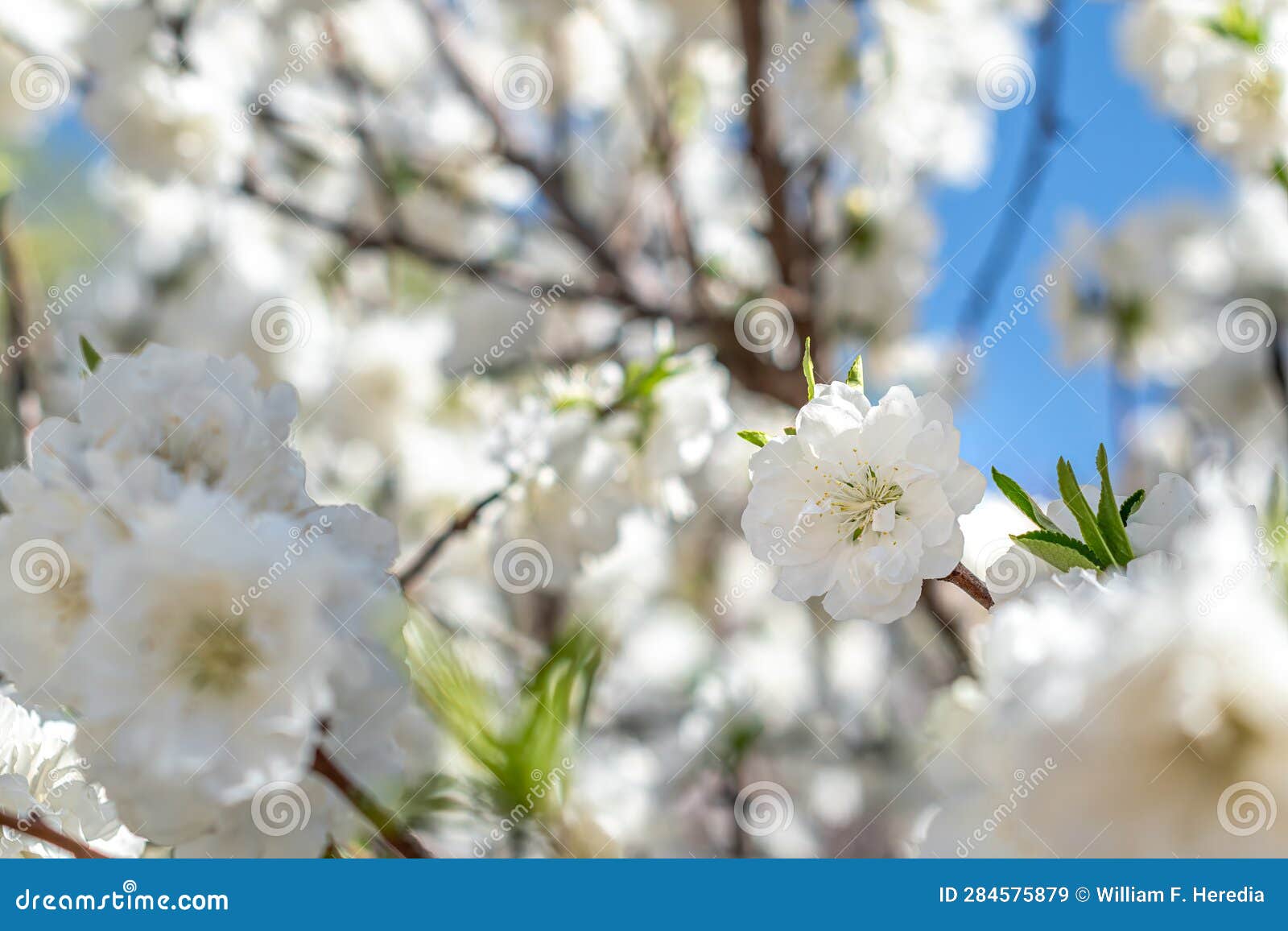 Double Peach Flower or Garden Peach, is a Variant that is Used ...