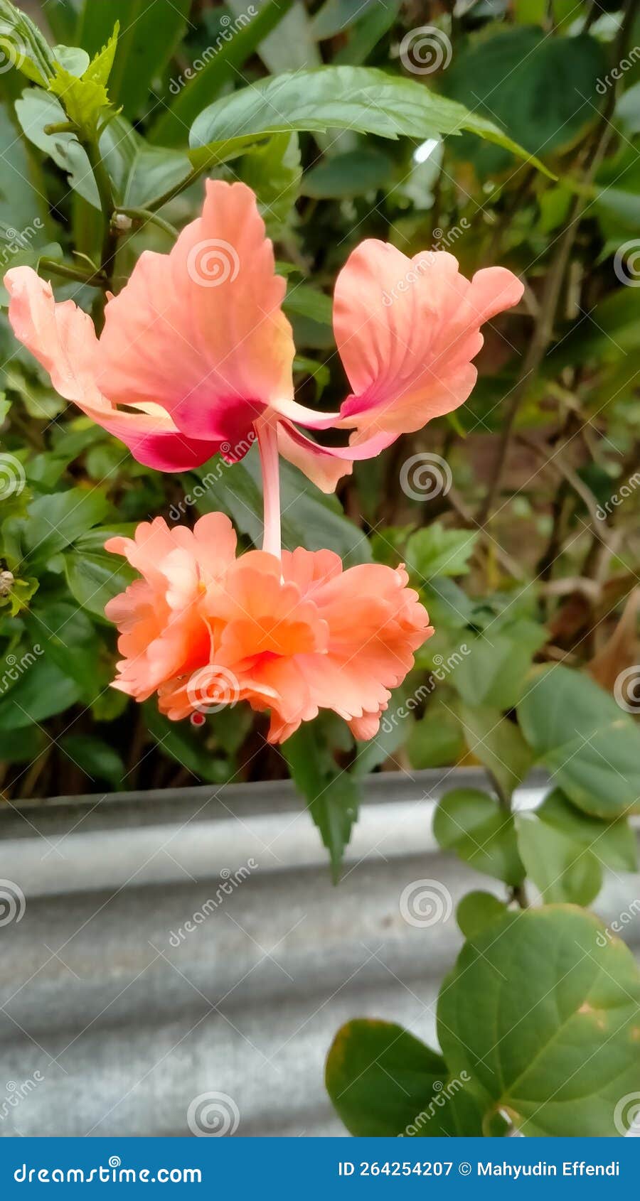Double Petal of Hibiscus Flower Stock Image - Image of tropical, plant ...
