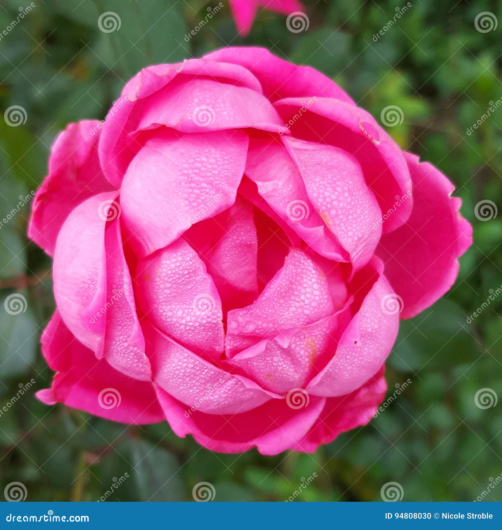Double Petal Pink Knockout Rose Stock Photo - Image of color, garden ...