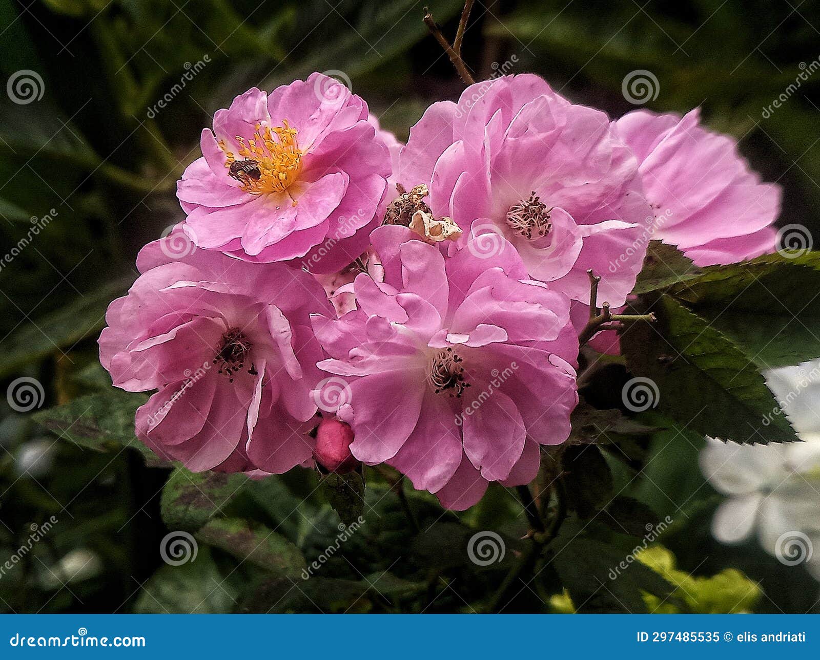 Double Petal Pink Rose with Bee Stock Image - Image of double, rose ...