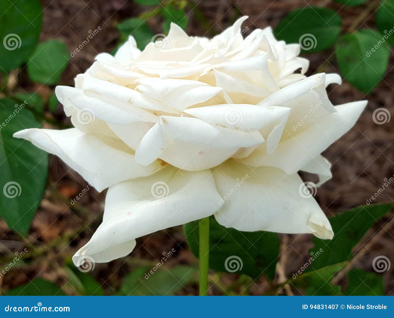 Double petal white rose stock image. Image of garden - 94831407