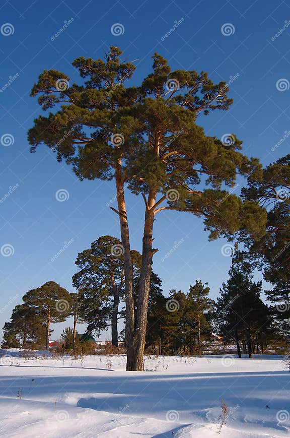 Double pine stock image. Image of double, tree, landscape - 13482841