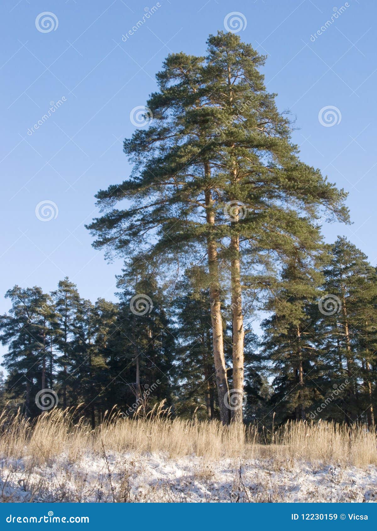 Double Pine Tree in Winter Forest Stock Image - Image of grass, frozen ...