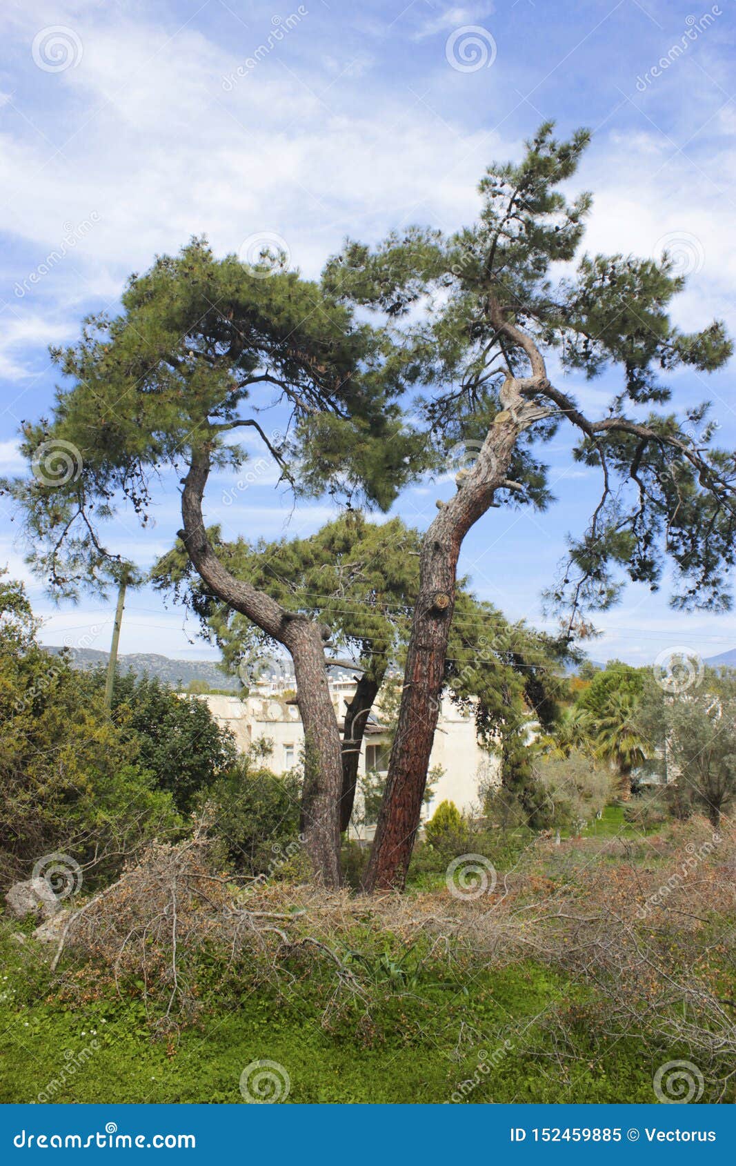 Double Pine Trees Standing Together Stock Image - Image of bright ...