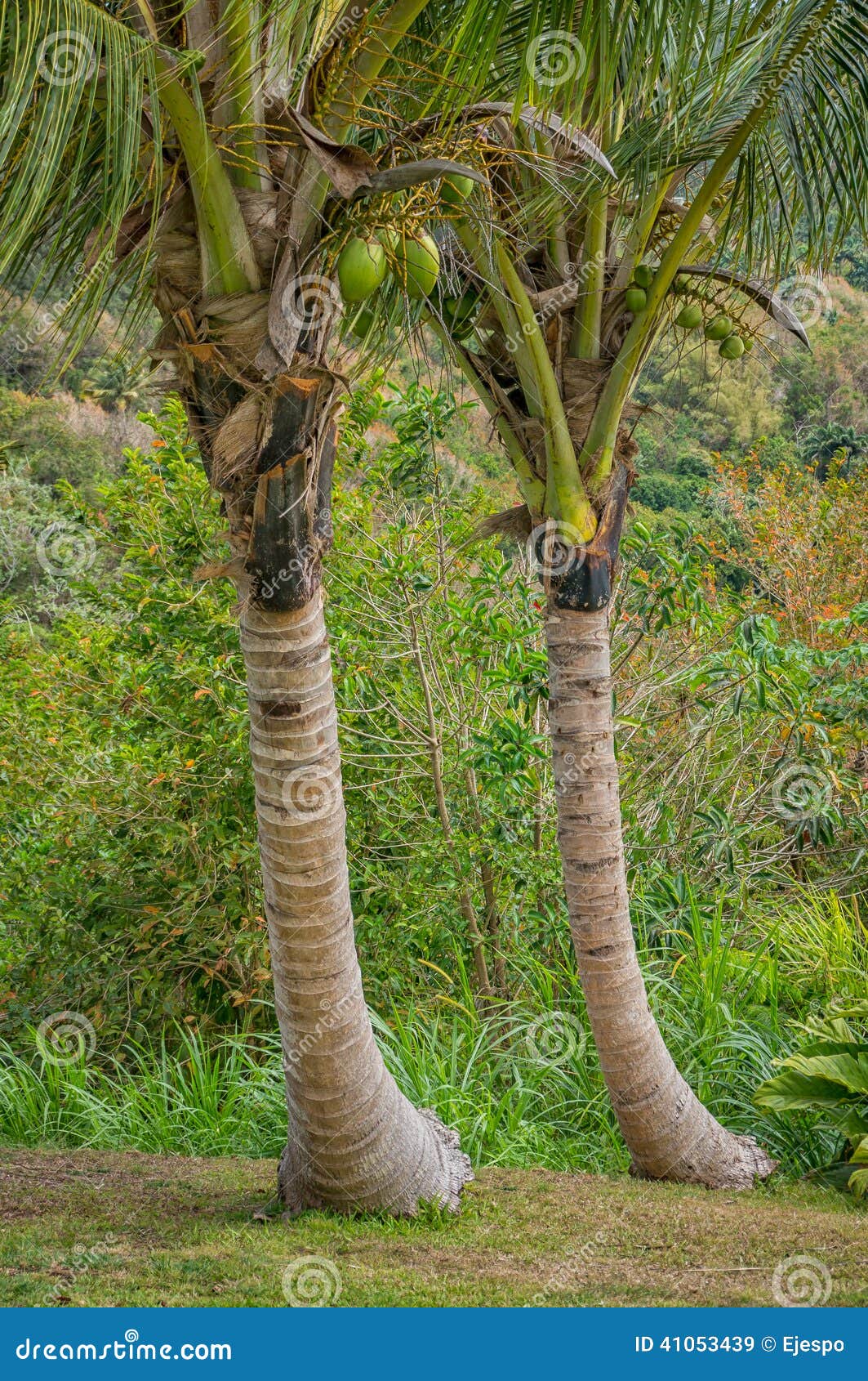 Double Pine Trees stock image. Image of palm, barbados - 41053439